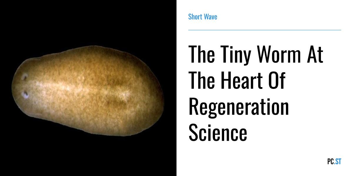The Tiny Worm At The Heart Of Regeneration Science – Short Wave – PC.ST